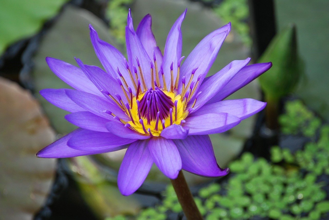 Psychic Readings by Chavion Lily | The Psychic Power Network®