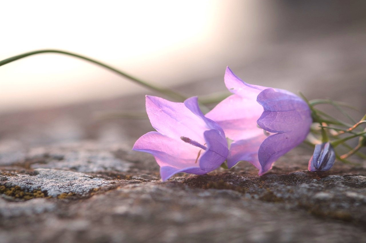 Psychic Readings by Bell Roberts | The Psychic Power Network®
