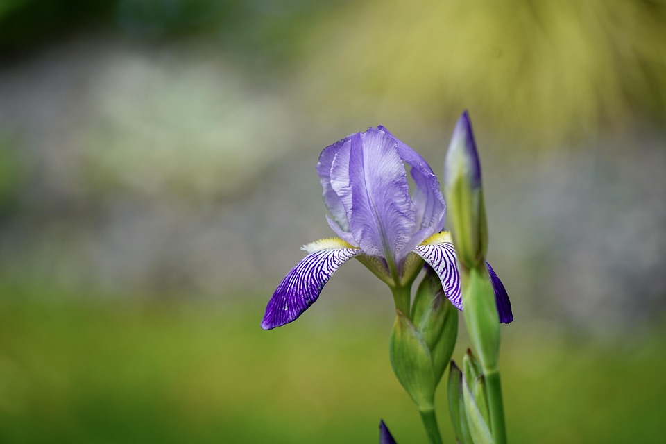 Psychic Readings by Iris Jasmine | The Psychic Power Network®